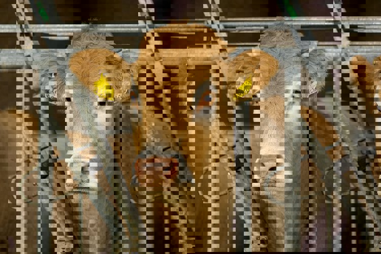 Fresser - TN Germany