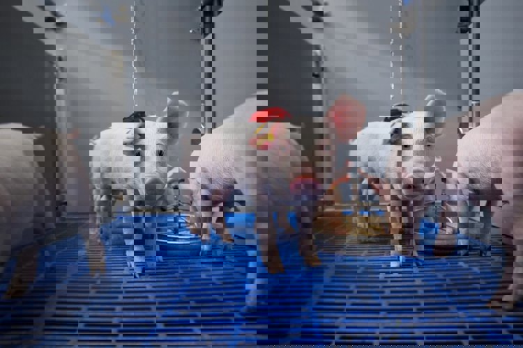 Futterkonservierung bei Ferkeln - TN Germany